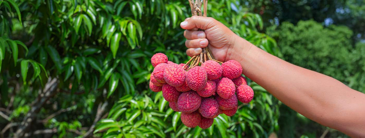 Lychee Fruit Benefits: 7 Weight Loss Wins